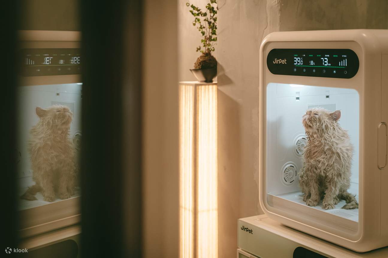 Mau Planet X Mau BnB Cat Hotel in Hong Kong - Klook